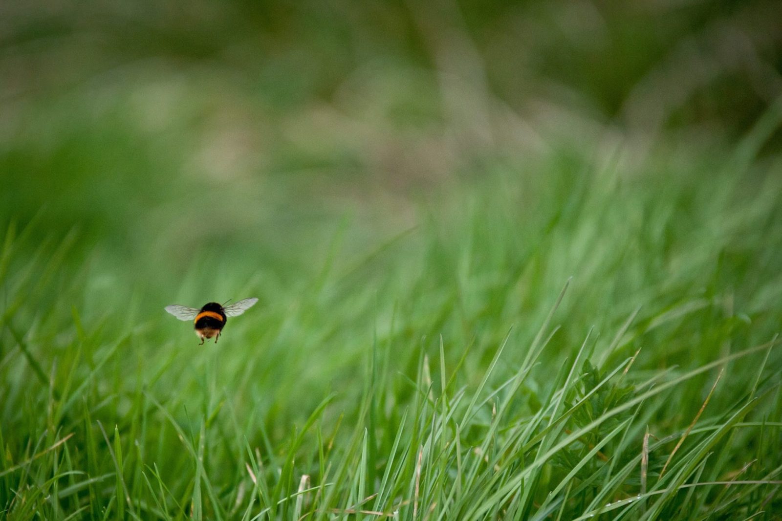 The fascinating secret lives of bees you need to know about ...